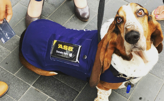 Turning dogs into payment terminals | ASB Blog